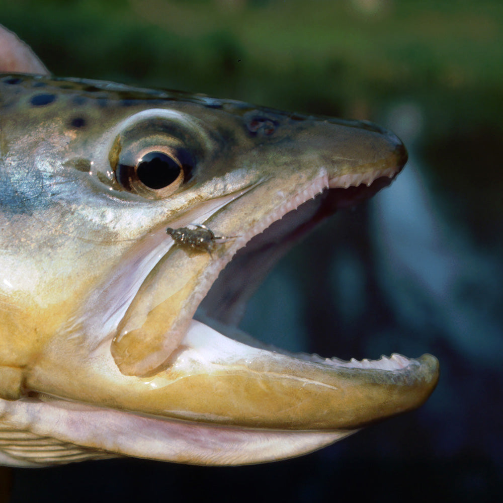 Scud/Shrimp/Cress Bugs – Murray's Fly Shop