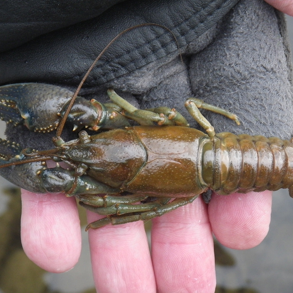 Collections – Murray's Fly Shop