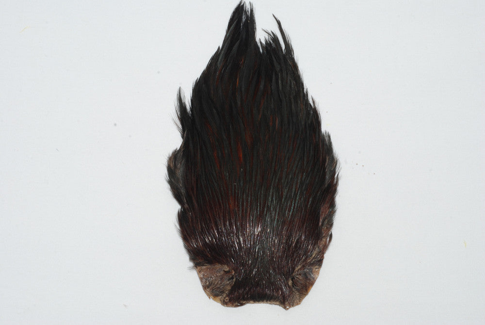 Premium Indian Hackle Cape | Murray's Fly Shop